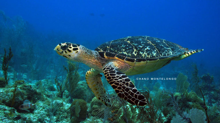 Las Tortugas Sagradas De Mahahual Pepe Dive Mahahual